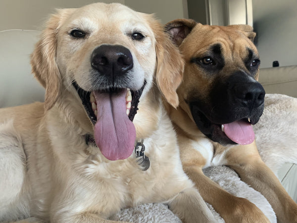 Purfectly Pawesome Pets: All natural, holistic products for pets.